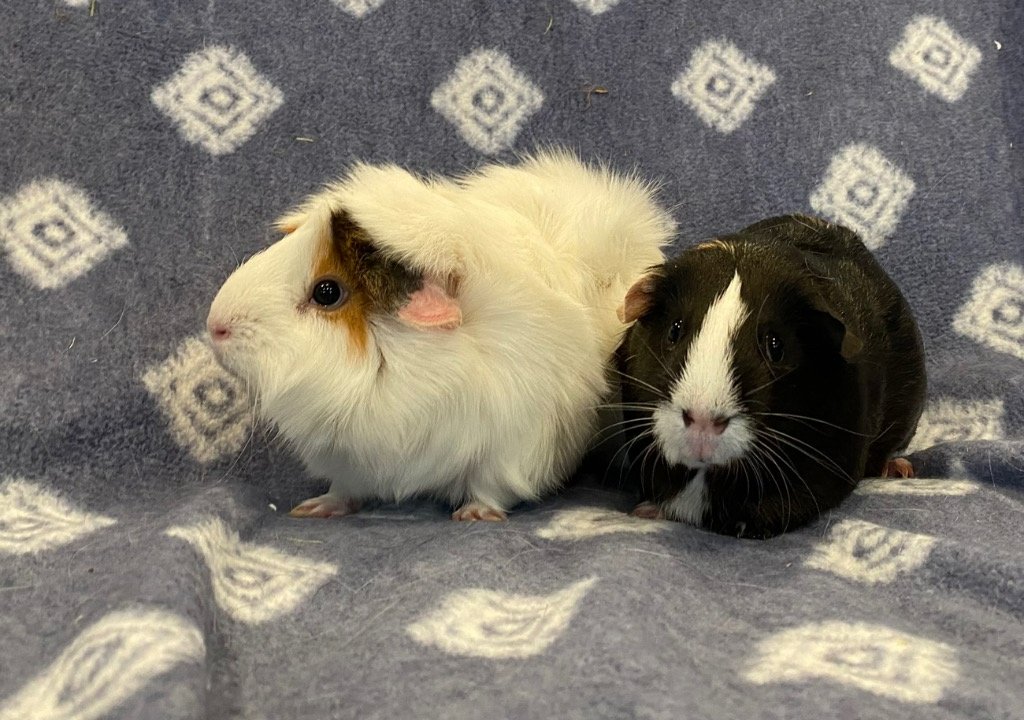 Clear the Shelters - Adoption news for August | The Rabbit Haven