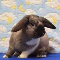 Donate | The Rabbit Haven